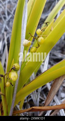 'uki'uki (Dianella sandwicensis) Plantae Stock Photo - Alamy