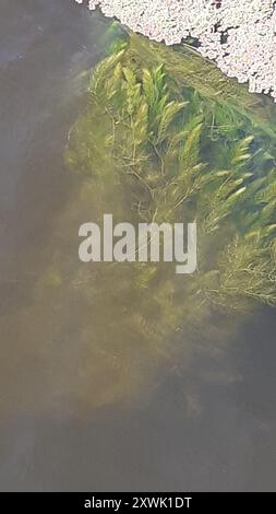 coontail (Ceratophyllum demersum) Plantae Stock Photo - Alamy