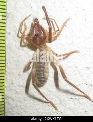 Common Romans (Solpugidae) Arachnida Stock Photo - Alamy