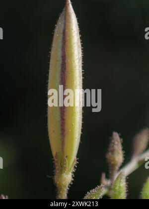 Green Chiretta (Andrographis paniculata) Plantae Stock Photo - Alamy