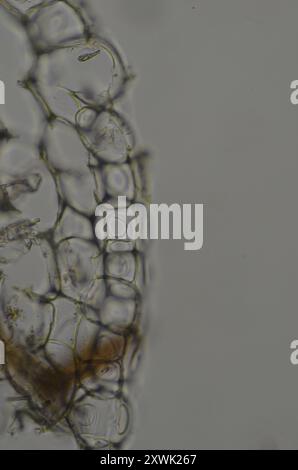 Papillose Peatmoss (Sphagnum papillosum) Plantae Stock Photo - Alamy