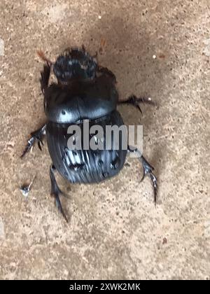 Carolina Copris (Dichotomius carolinus) Insecta Stock Photo - Alamy