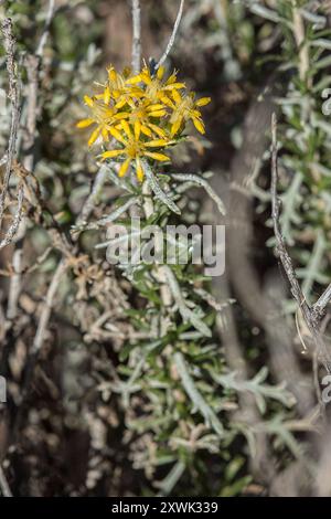 burroweed (Isocoma tenuisecta) Plantae Stock Photo - Alamy