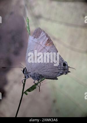 Slate Flash (Rapala manea), Insecta, 8RC5+RPH, Kumplampoika, Kerala ...