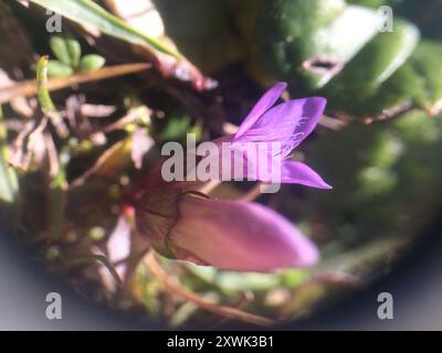 field gentian (Gentianella campestris) Plantae Stock Photo - Alamy