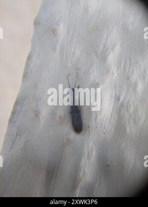 Webspinners (Embioptera) Insecta Stock Photo - Alamy