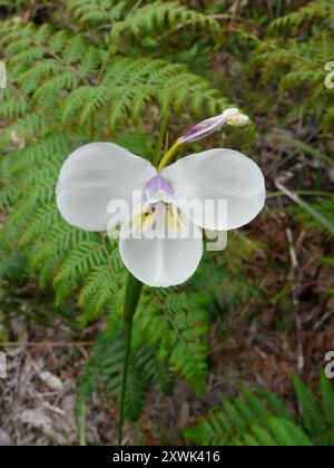 butterfly flag (Diplarrena moraea) Plantae Stock Photo - Alamy
