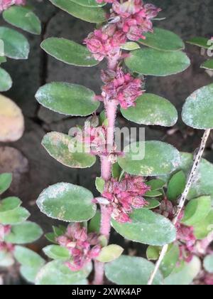 Spreading Broomspurge (Euphorbia humistrata) Plantae Stock Photo - Alamy