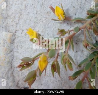 Common Cape Widowpea (Rafnia capensis capensis Stock Photo - Alamy