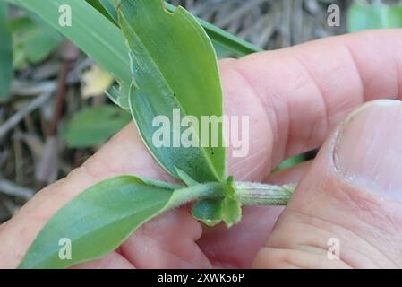 tropical spiderwort (Commelina benghalensis) Plantae Stock Photo - Alamy