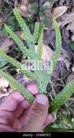 Musk Fern (Microsorum grossum) Plantae Stock Photo - Alamy