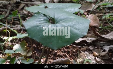 leopard-plant (Farfugium japonicum) Plantae Stock Photo - Alamy