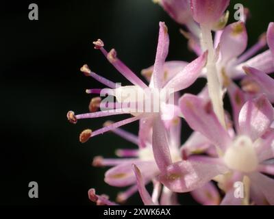 Japanese jacinth (Barnardia japonica) Plantae Stock Photo - Alamy