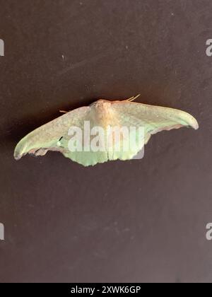 Rose Hooktip (Oreta rosea) Insecta Stock Photo - Alamy