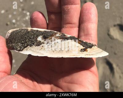 Straight Horsemussel (Modiolus rectus) Mollusca Stock Photo - Alamy