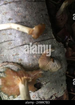 Wavy Cap (Psilocybe cyanescens) Fungi Stock Photo - Alamy