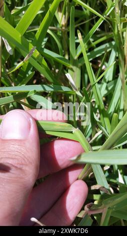 Saint Augustine grass (Stenotaphrum secundatum) Plantae Stock Photo - Alamy