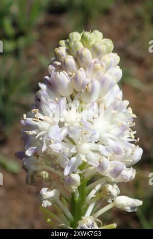 Blue Squill (Merwilla plumbea), Plantae, Golden Gate Highlands National ...