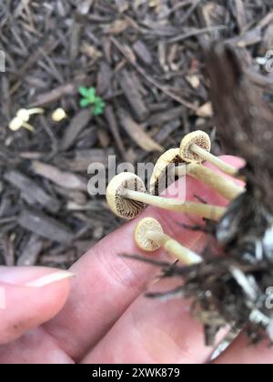(Agrocybe retigera) Fungi Stock Photo - Alamy
