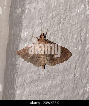 Grass Webworm Moth (Herpetogramma licarsisalis) Insecta Stock Photo - Alamy