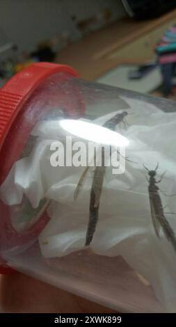 Ship-timber Beetles (Atractocerus) Insecta Stock Photo - Alamy