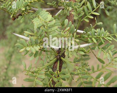 splendid thorn (Vachellia robusta), Plantae, Кения, Масаи Мара Stock ...