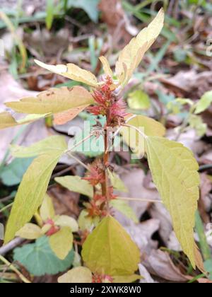 common copperleaf (Acalypha rhomboidea) Plantae Stock Photo - Alamy