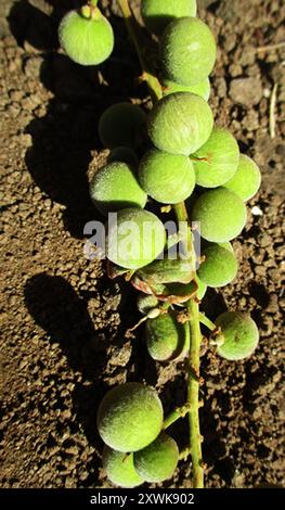 Jacket plum (Pappea capensis) Plantae Stock Photo - Alamy