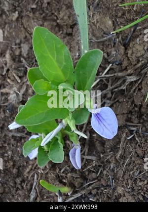 violet family (Violaceae) Plantae Stock Photo - Alamy