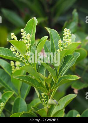Formosan Sweetspire (Itea oldhamii), Plantae, 台灣台北 Stock Photo - Alamy