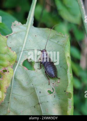 Cockroaches and Termites (Blattodea) Insecta Stock Photo - Alamy