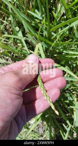 Saint Augustine grass (Stenotaphrum secundatum) Plantae Stock Photo - Alamy