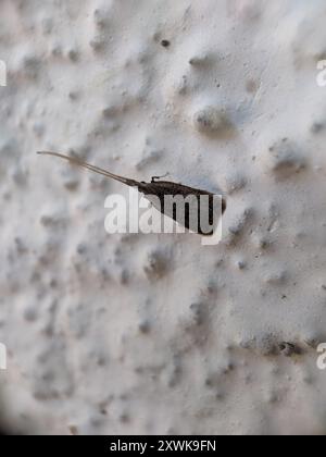 Long-horned Moths (Lecithoceridae Stock Photo - Alamy