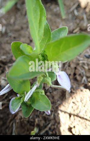 violet family (Violaceae) Plantae Stock Photo - Alamy