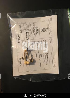 (Agrocybe retigera) Fungi Stock Photo - Alamy