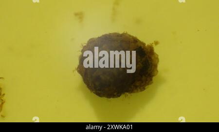 Spectacled Snail-case Caddisfly (Helicopsyche borealis) Insecta Stock ...