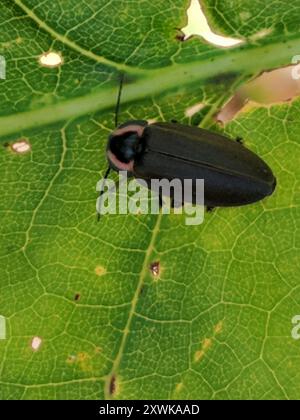 Winter Firefly (Ellychnia corrusca) Insecta Stock Photo - Alamy