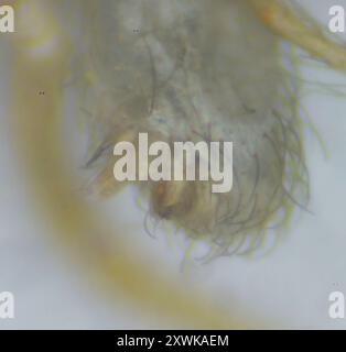 Mediterranean recluse (Loxosceles rufescens) Arachnida Stock Photo - Alamy