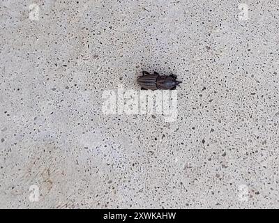 Billbug Weevils (Sphenophorus) Insecta Stock Photo - Alamy