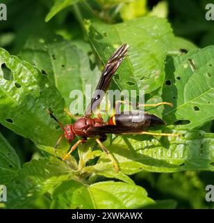 Ringed Paper Wasp (Polistes annularis) Insecta Stock Photo - Alamy