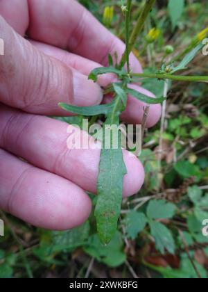 Marsh Ragwort (Jacobaea aquatica) Plantae Stock Photo - Alamy