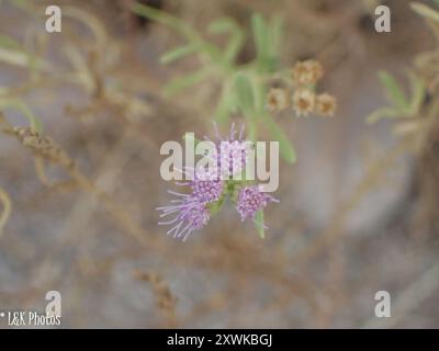Dwarf Sage (Litogyne gariepina), Plantae, Kunene Region, Namibia Stock ...