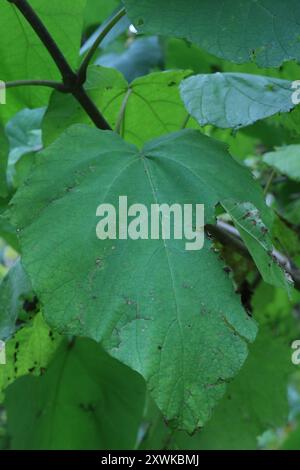 princess tree (Paulownia tomentosa) Plantae Stock Photo - Alamy