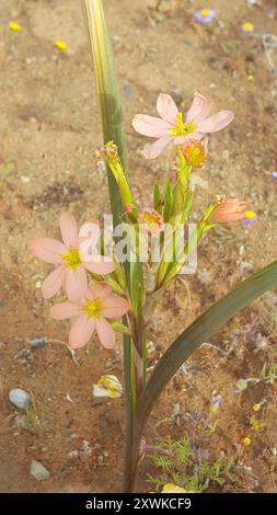 Two-leaved Cape tulip (Moraea miniata) Plantae Stock Photo - Alamy
