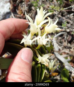 (Cyrtorchis arcuata arcuata) Plantae Stock Photo - Alamy