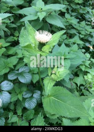 Cabbage Thistle (Cirsium oleraceum) Plantae Stock Photo - Alamy