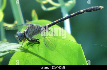 Common Sanddragon (Progomphus obscurus) Insecta Stock Photo - Alamy