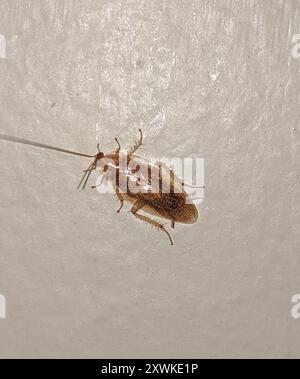 Tawny Cockroach (Ectobius pallidus) Insecta Stock Photo - Alamy