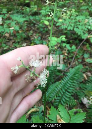 mountain black cohosh (Actaea podocarpa) Plantae Stock Photo - Alamy