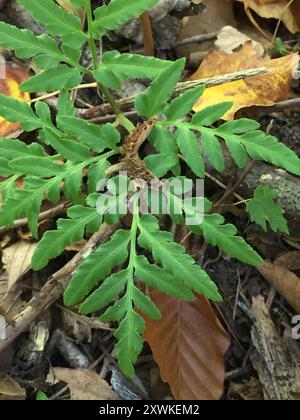 bronze fern (Sceptridium dissectum obliquum) Plantae Stock Photo - Alamy